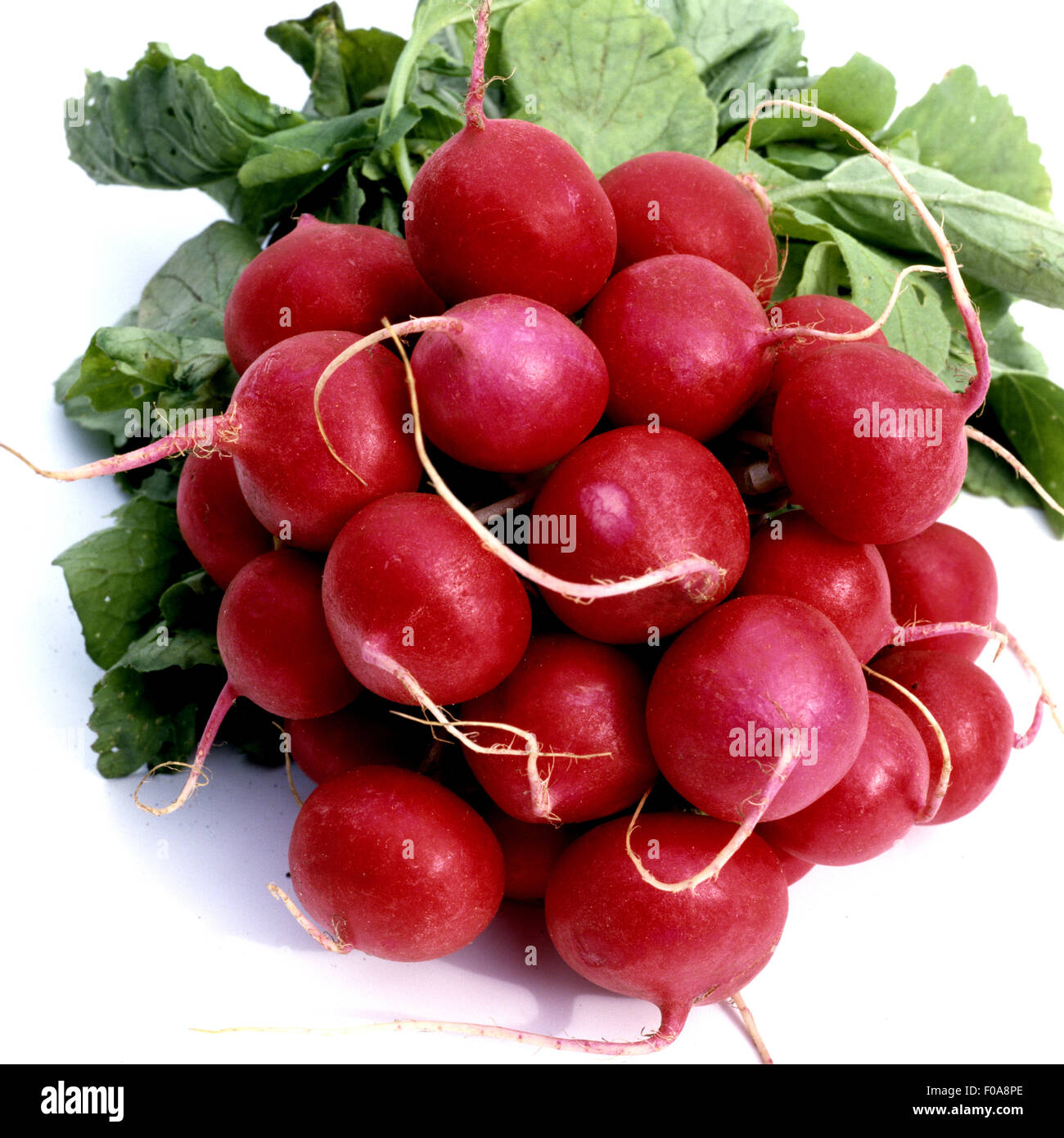 Radies hi-res stock photography and images - Alamy