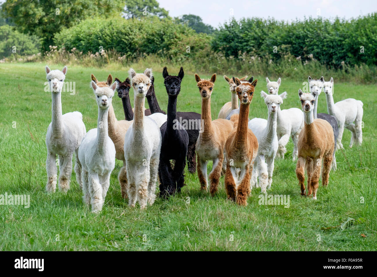 A herd of Alpacas in a field in the New Forest National Park, Hampshire ...