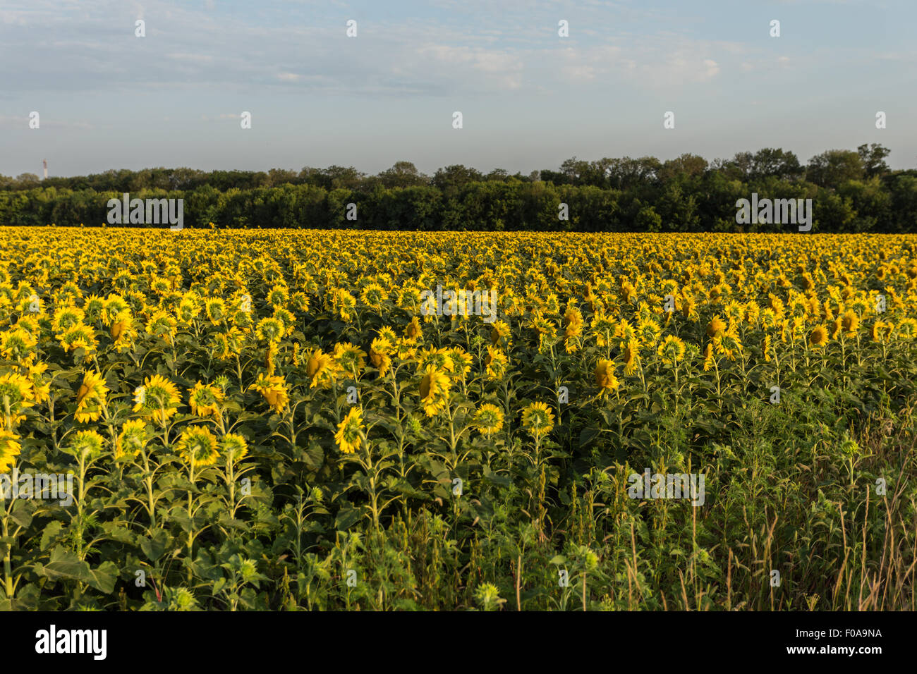 Sunflowers field in the evening, wide angle Stock Photo - Alamy