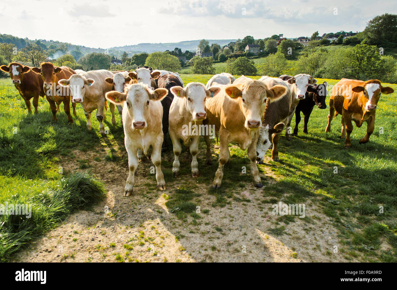 Portrait of herd of cows in rural green field Stock Photo - Alamy