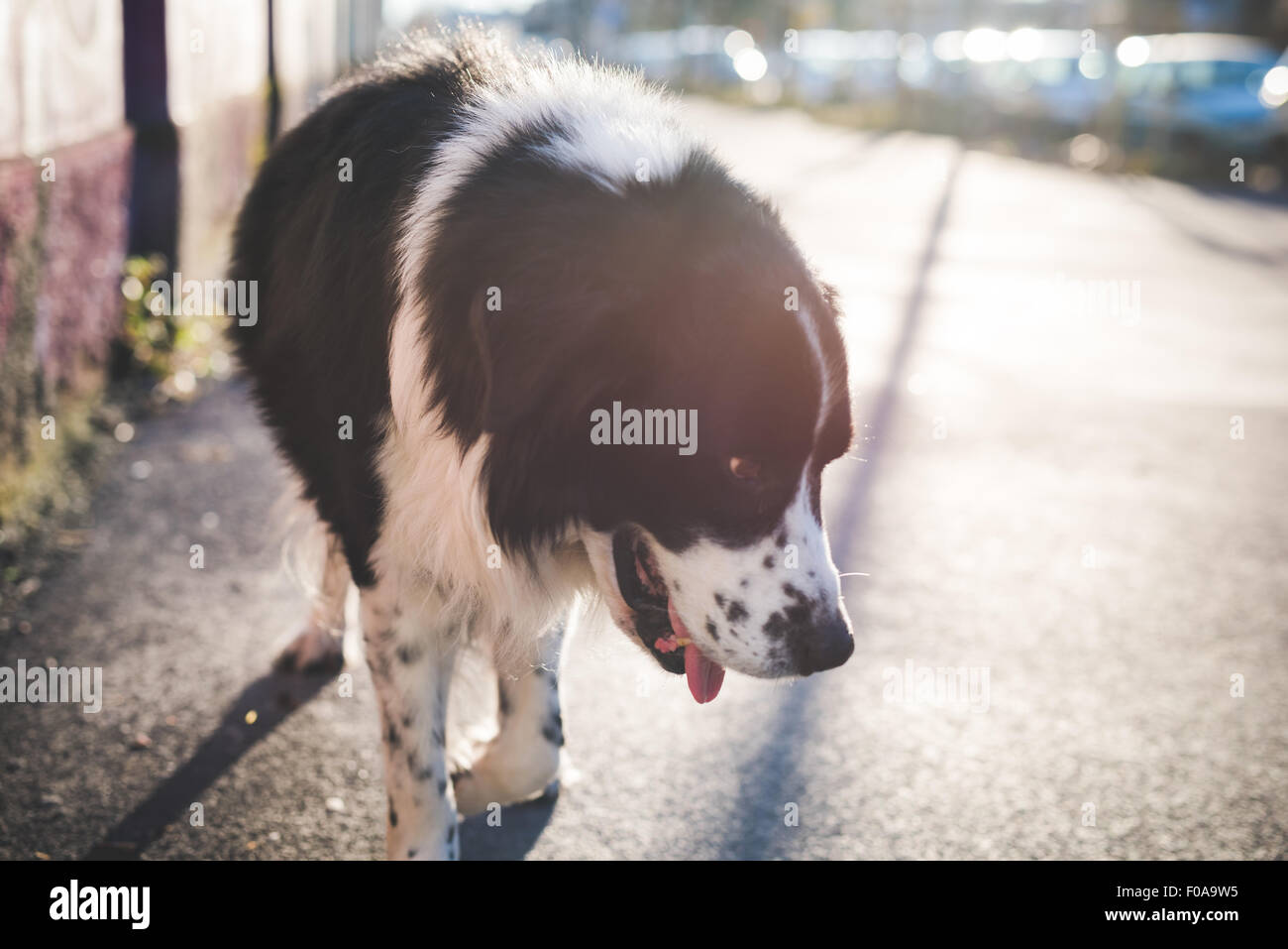 Lone dog walking on sunlit sidewalk with head down Stock Photo - Alamy