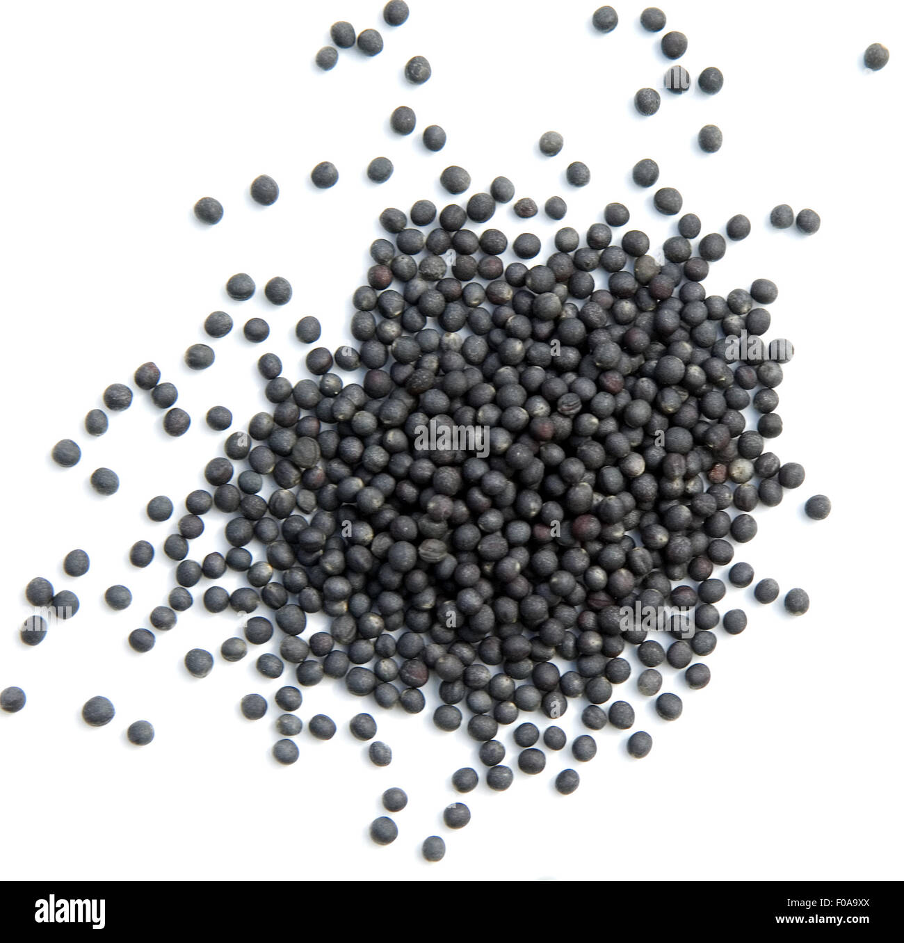 Rapssamen; Brassica napus ssp. Oleifera Stock Photo - Alamy