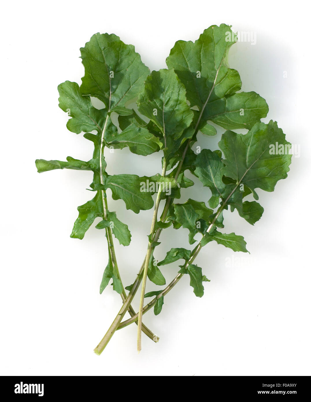 Rucola sativa hi-res stock photography and images - Alamy