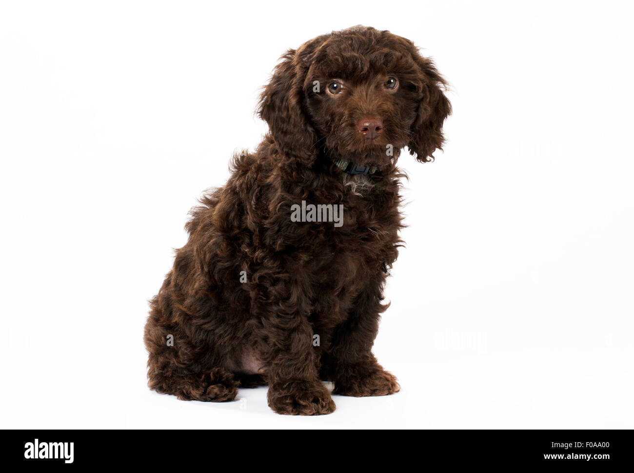 PUPPY DOG SPROODLE Stock Photo - Alamy