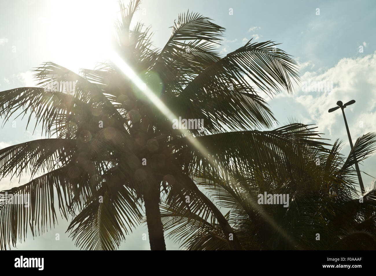 Palm trees and sunshine, Rio de Janeiro, Brazil Stock Photo - Alamy
