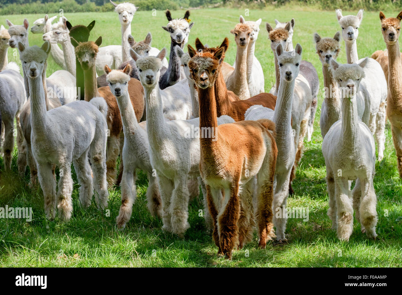A herd of Alpacas in a field in the New Forest National Park, Hampshire ...