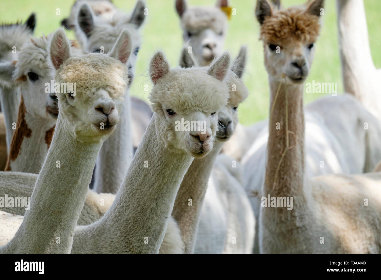 A herd of Alpacas in a field in the New Forest National Park, Hampshire ...