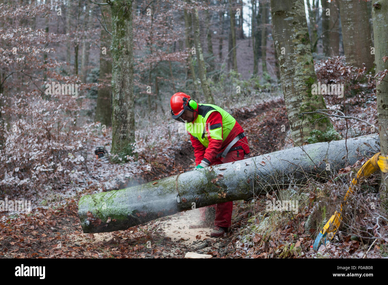 Logger sawing tree in forest Stock Photo - Alamy