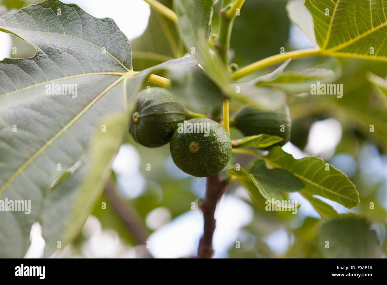 Healthy fig tree hi-res stock photography and images - Alamy