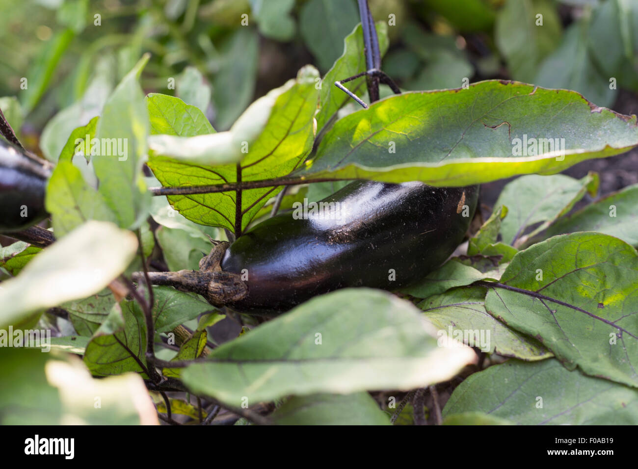 Aubergine plant hi-res stock photography and images - Alamy