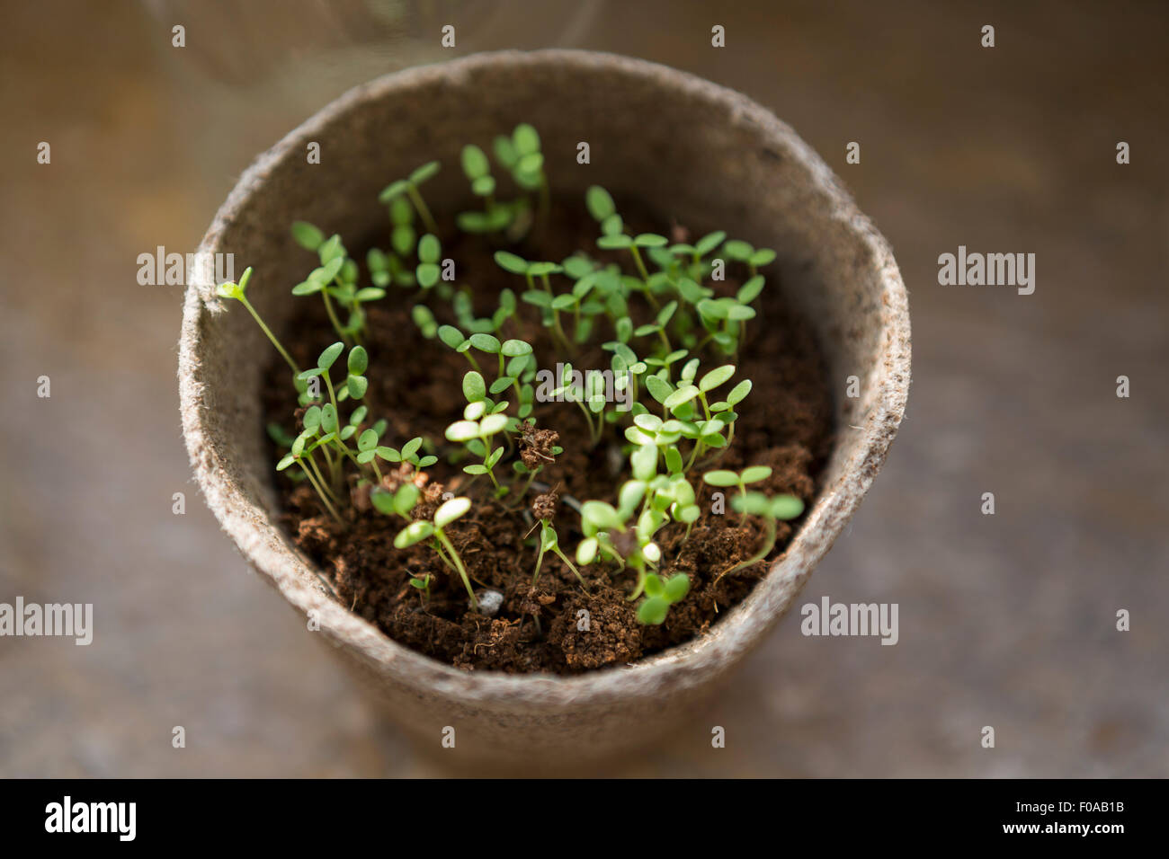 Pot of seedlings Stock Photo - Alamy