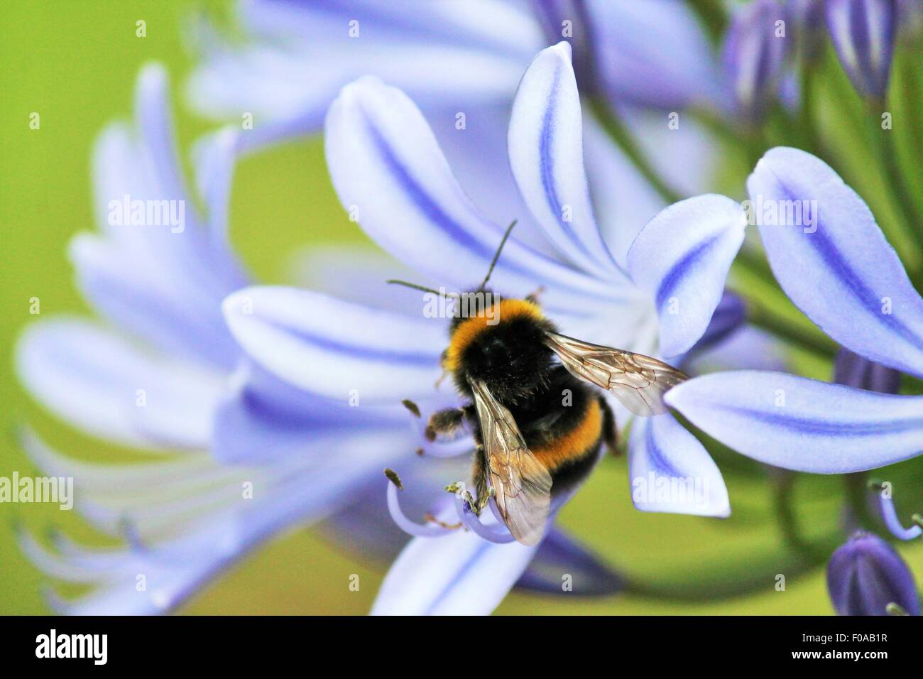 Blue,African Lily, African agapanthus (Agapathus africanus) with bumble ...