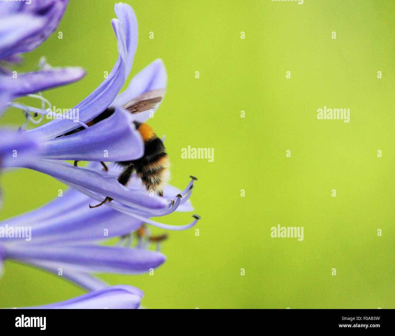 Blue,African Lily, African agapanthus (Agapathus africanus) with bumble ...