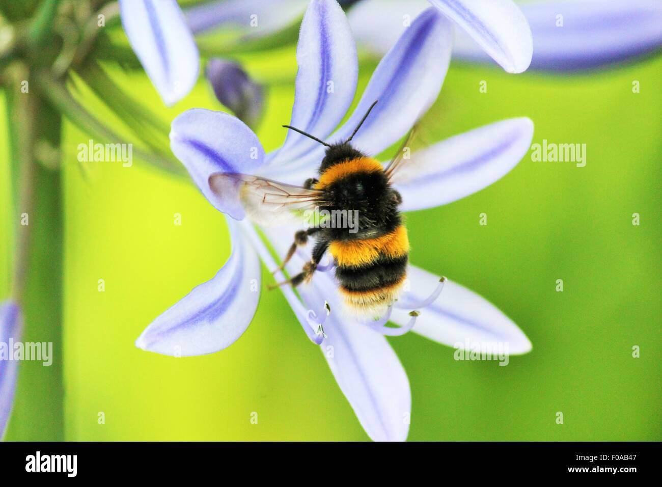 Blue,African Lily, African agapanthus (Agapathus africanus) with bumble ... Blue,African Lily, African agapanthus (Agapathus africanus) with bumble ...