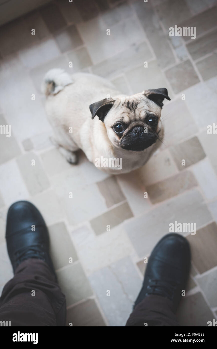 Dog looking up at camera Stock Photo - Alamy