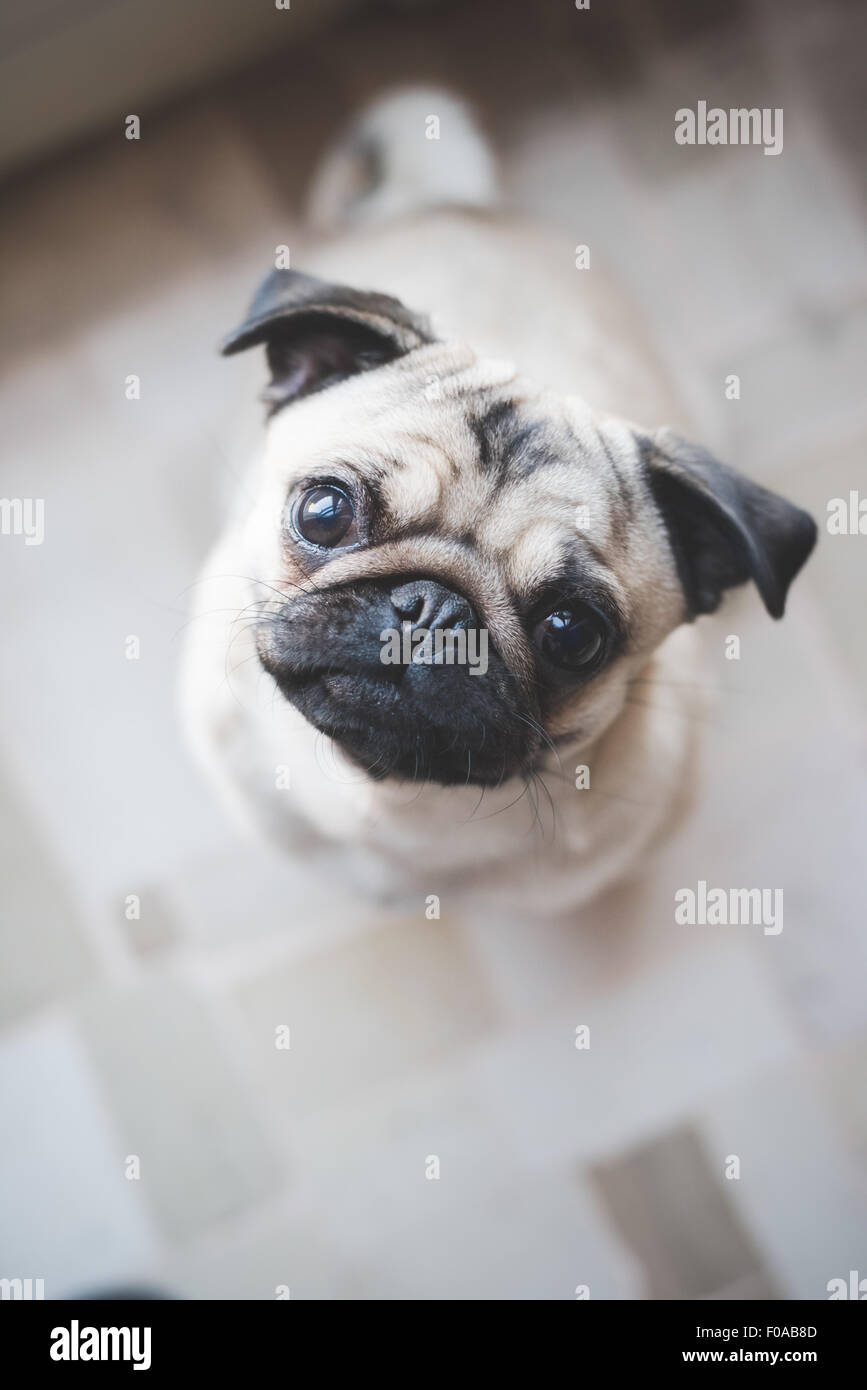 Dog looking up at camera Stock Photo - Alamy