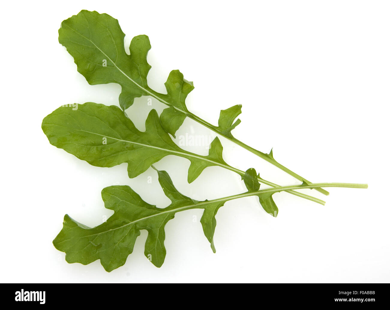 Eruca sativa Cut Out Stock Images & Pictures - Alamy