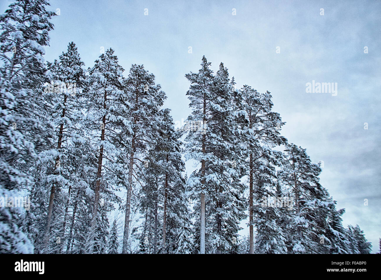 Trees covered snow frozen hi-res stock photography and images - Alamy