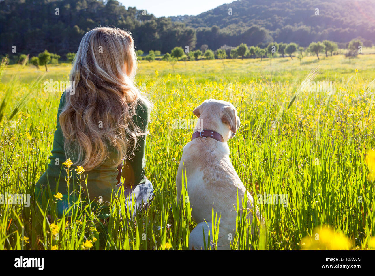 Labrador retriever hi-res stock photography and images - Alamy