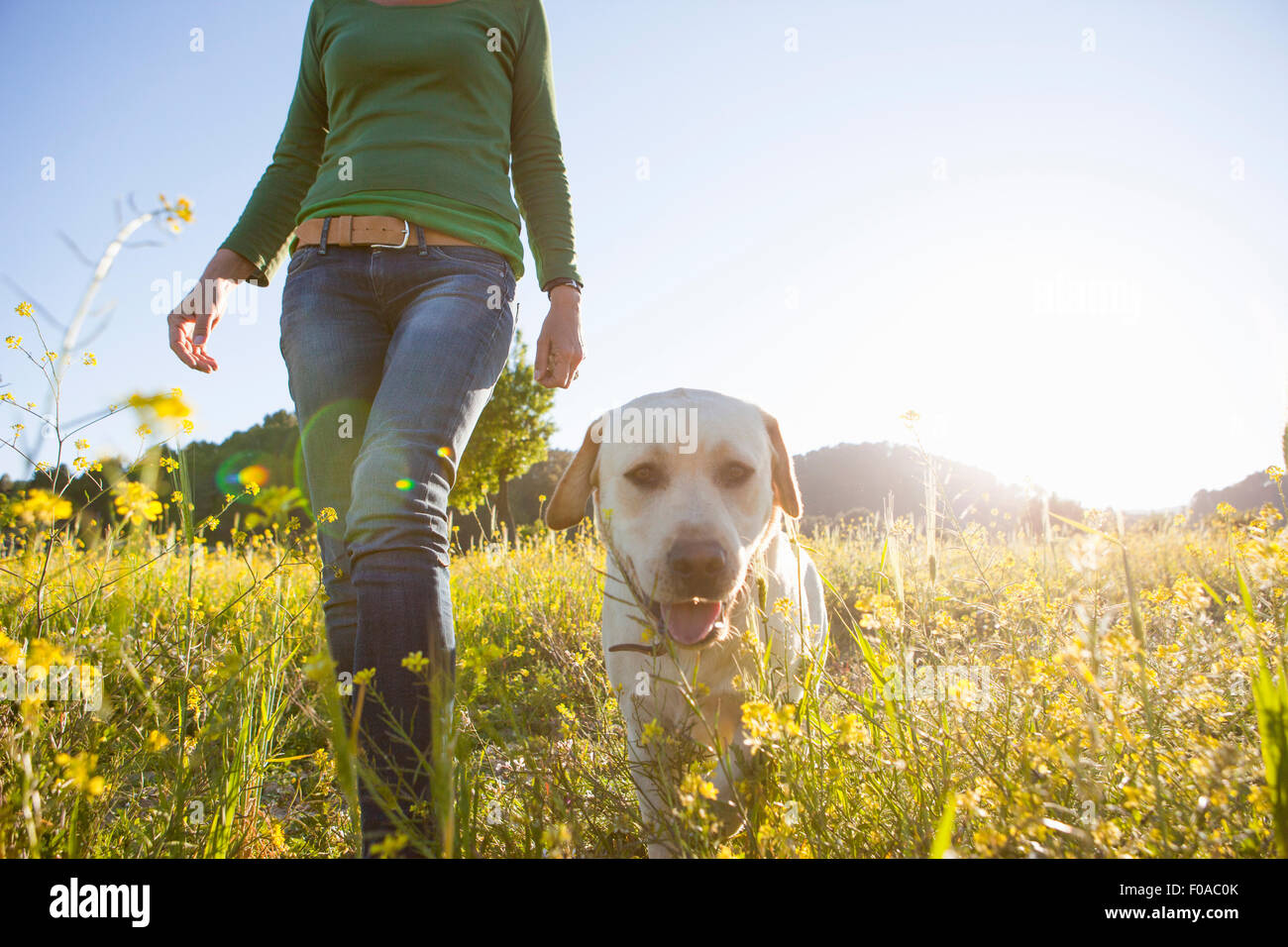 Female labrador retriever hi-res stock photography and images - Alamy