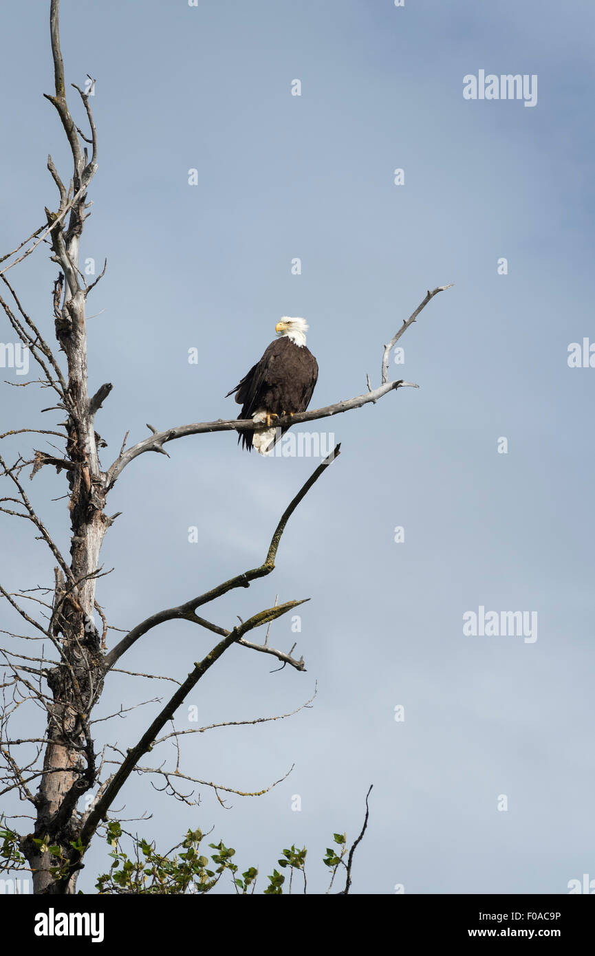 Bald eagle lookout hi-res stock photography and images - Alamy
