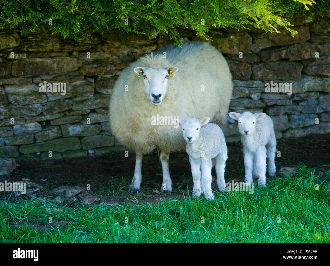 Wall to wall sheep hi-res stock photography and images - Alamy