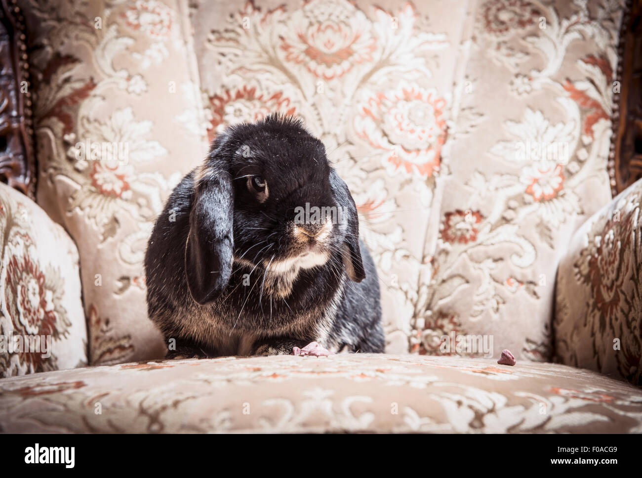 Rabbit sitting hi-res stock photography and images - Alamy