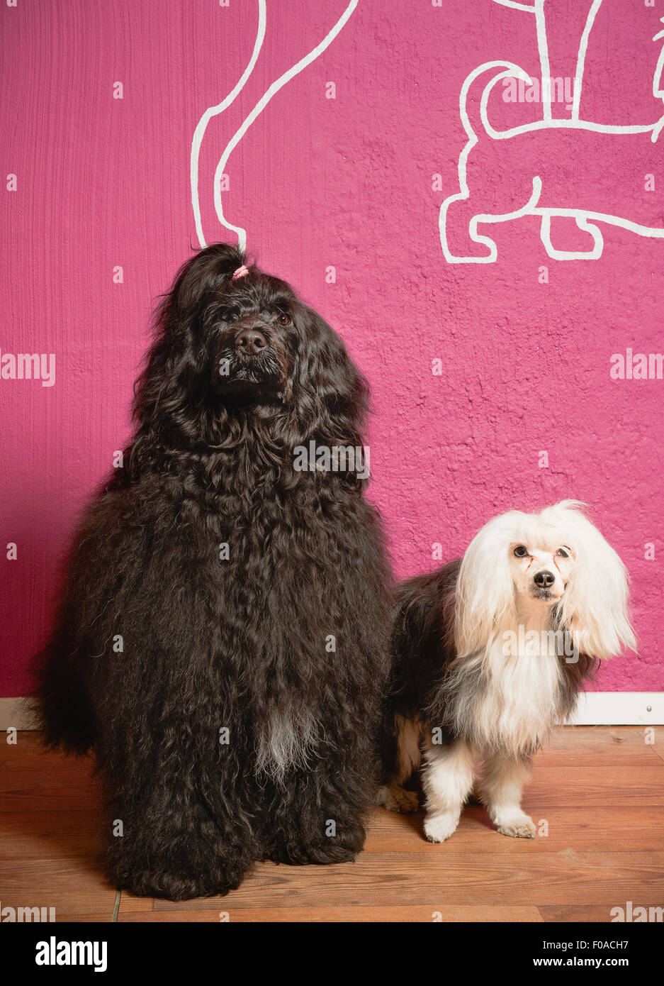 Portrait of two dogs in grooming salon Stock Photo - Alamy
