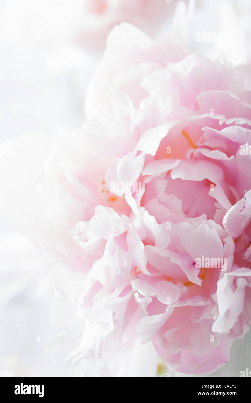 beautiful pink peony flower background Stock Photo - Alamy