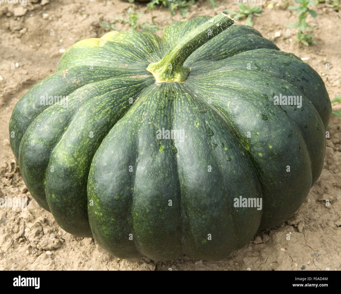 Speisekuerbis, Cucurbita pepo, Muscat de Provence, Muskat Stock Photo ...