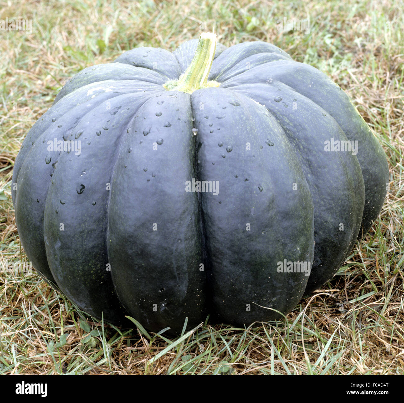 Speisekuerbis, Cucurbita pepo, Muscat de Provence, Muskat Stock Photo ...