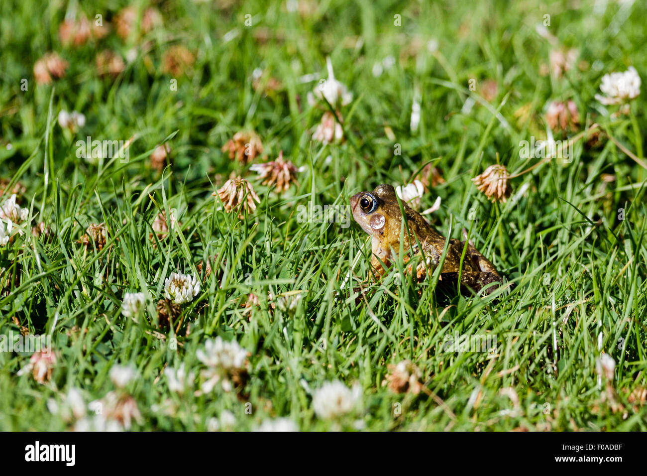 Common english frog hi-res stock photography and images - Alamy
