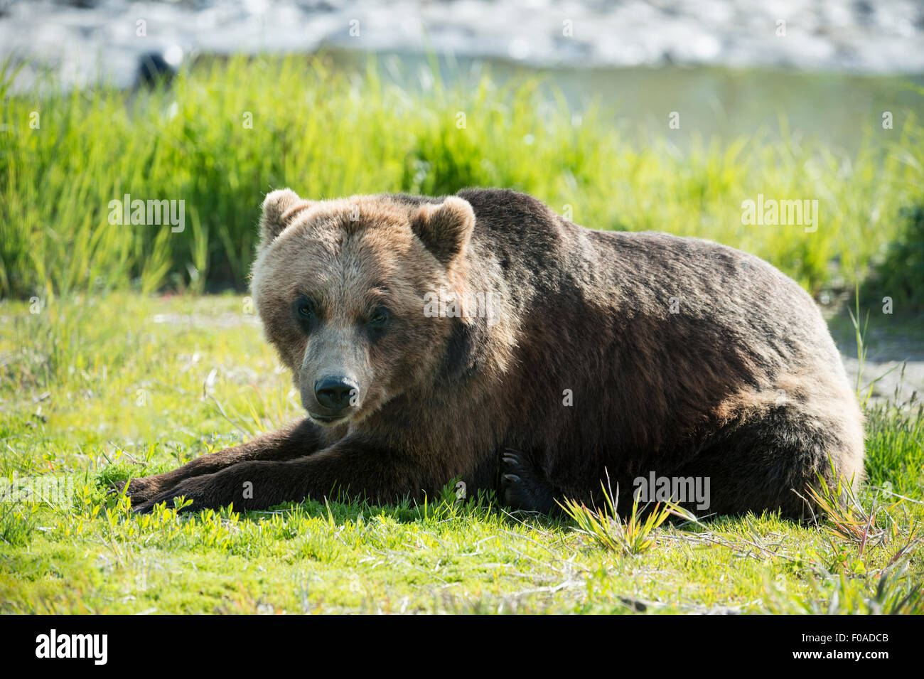 Bruin hi-res stock photography and images - Alamy