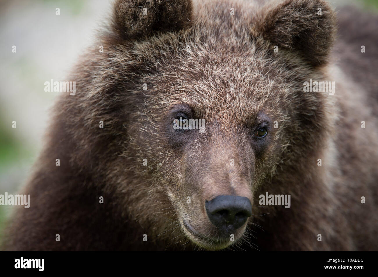 Brown family paddington bear hi-res stock photography and images - Alamy