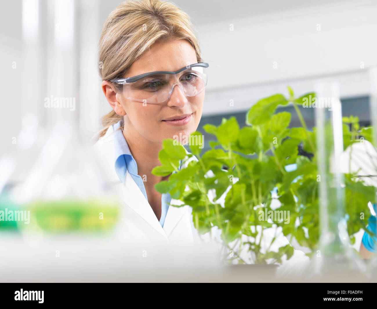 Scientist viewing development of experimental plants in research ...