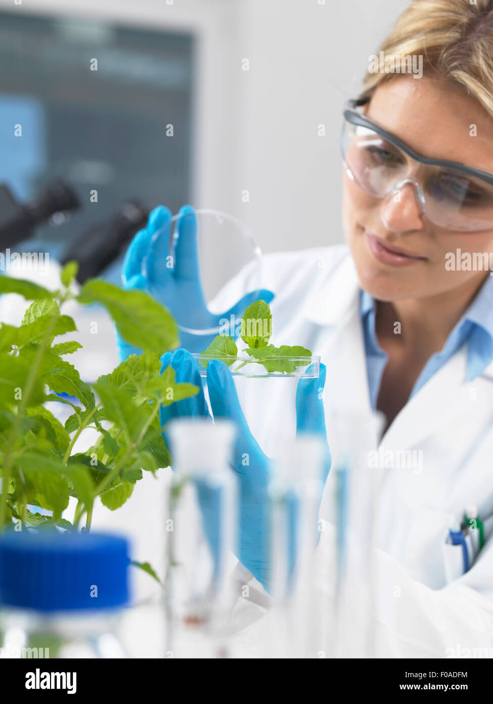 Plants At The Laboratory High Resolution Stock Photography and Images ...