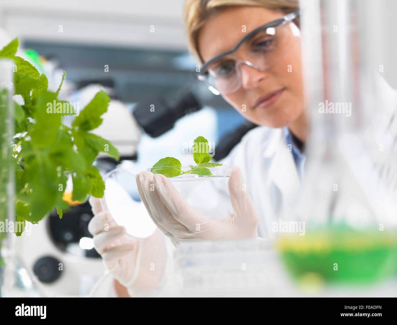 Scientist viewing development of experimental plants in research ...