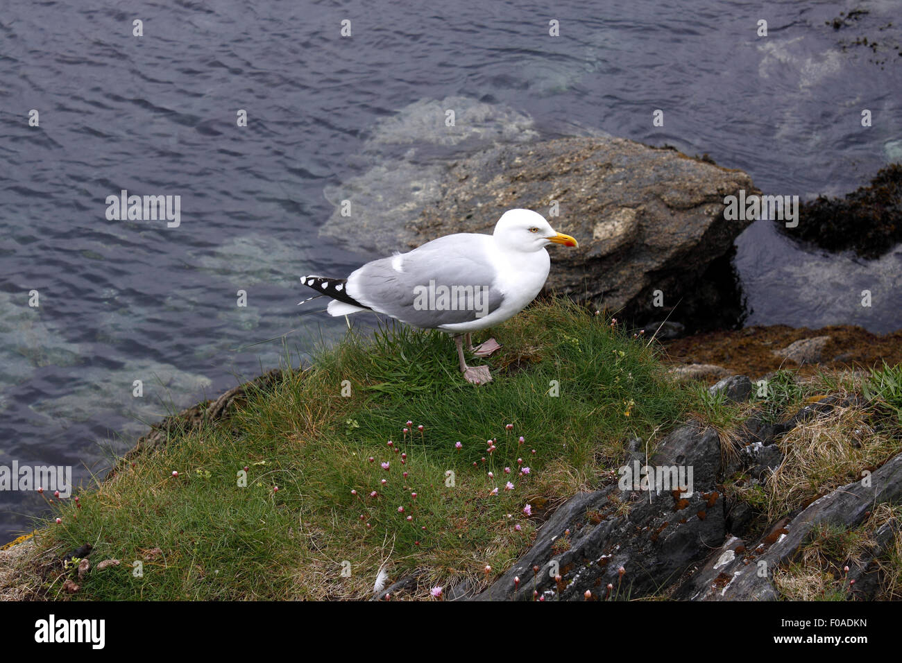 Cornish birds hi-res stock photography and images - Alamy
