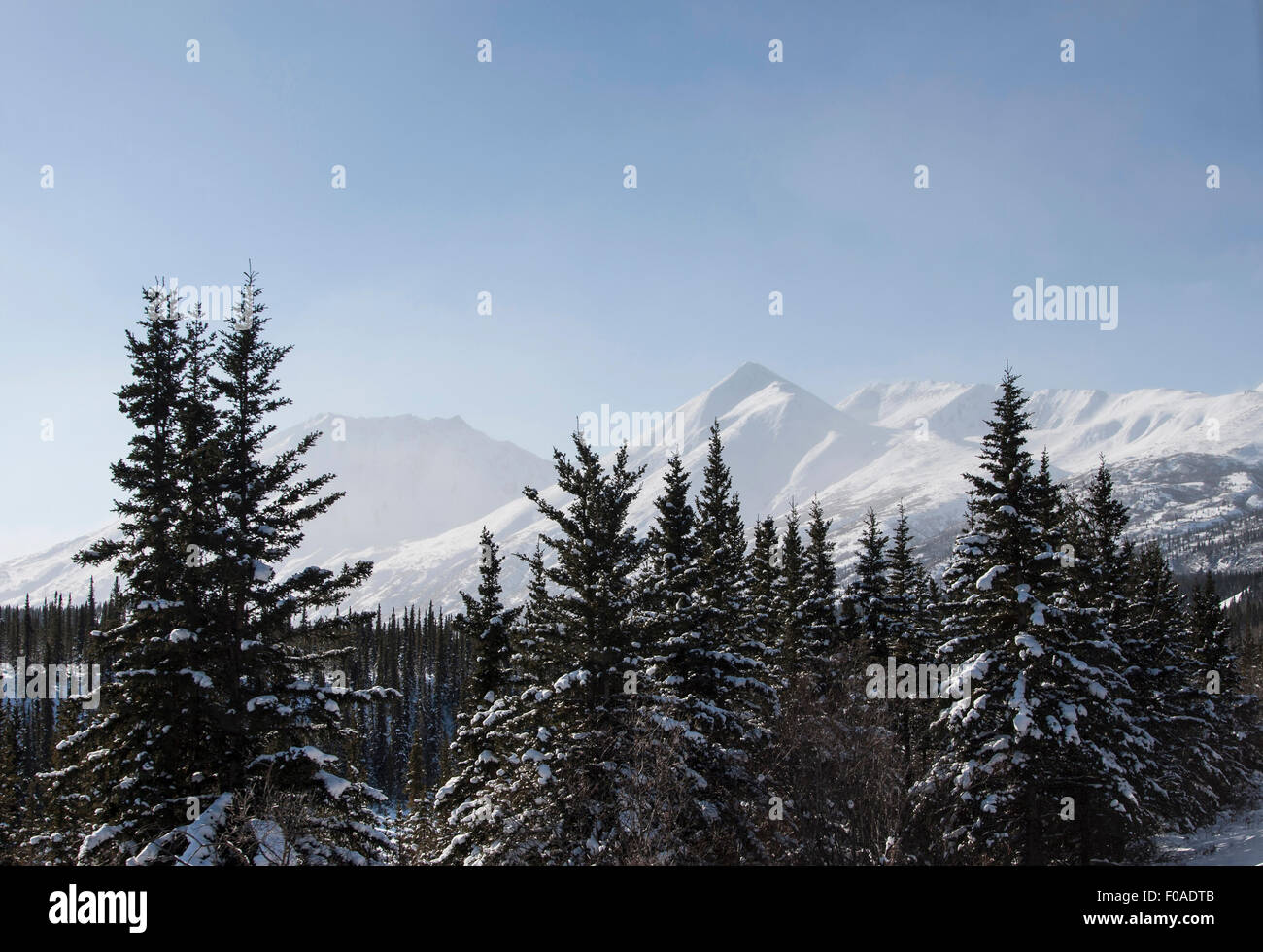 Alaska trees snow hi-res stock photography and images - Alamy