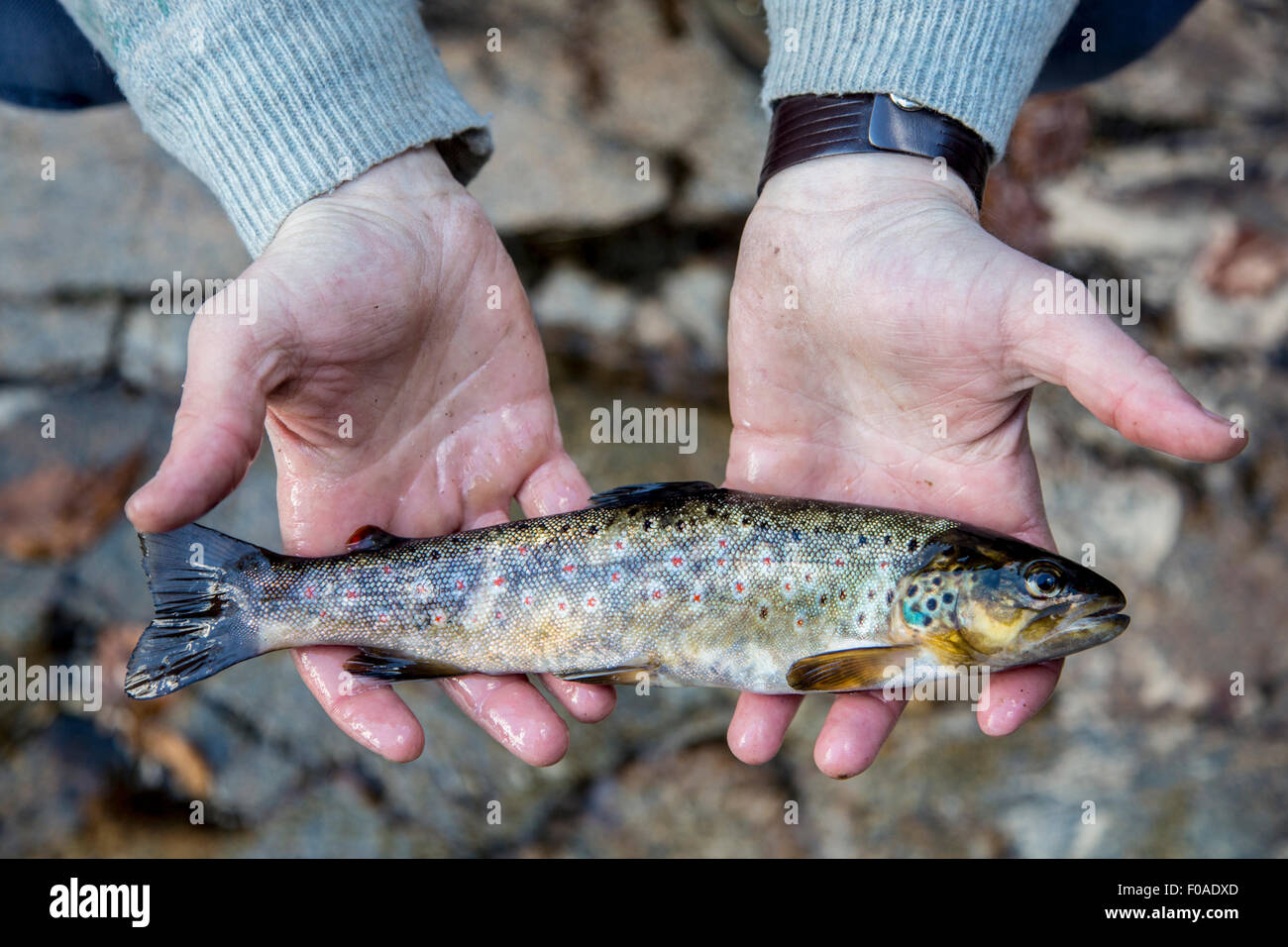 Man holding fish hi-res stock photography and images - Alamy