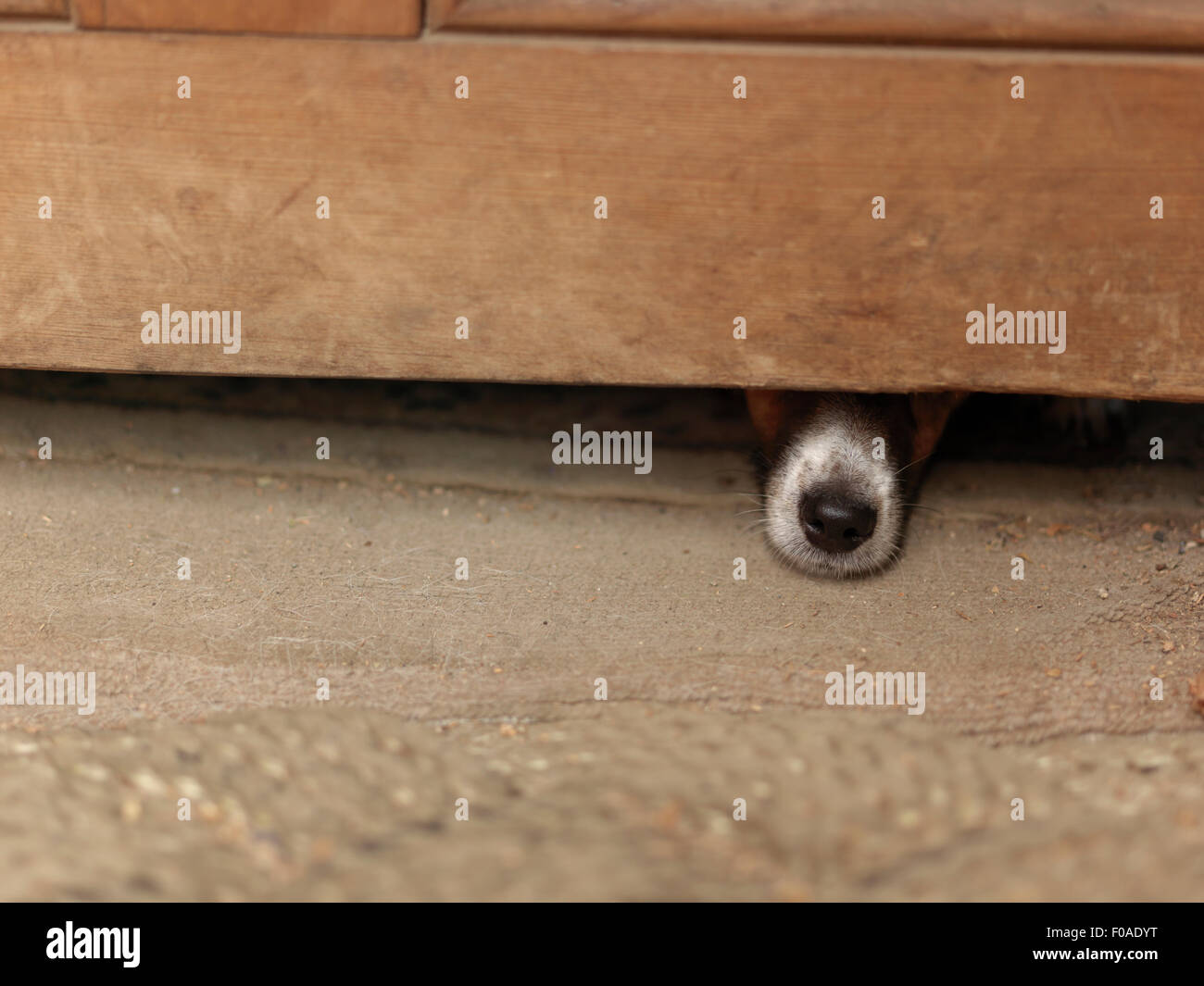 Dog hiding under wooden cabinet Stock Photo - Alamy