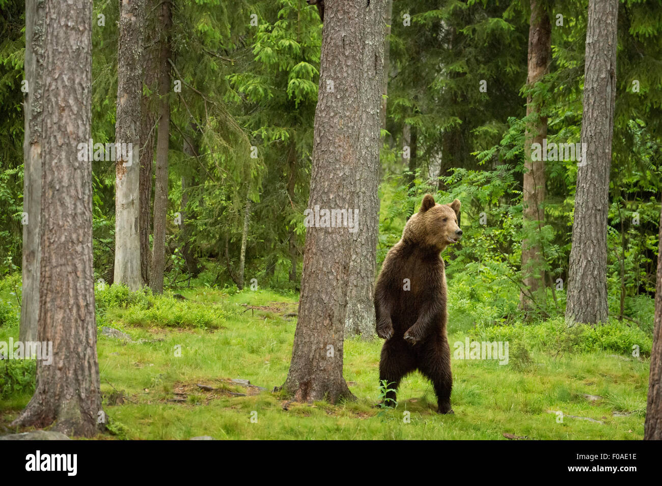Bear climbing tree to get at honey hi-res stock photography and images ...