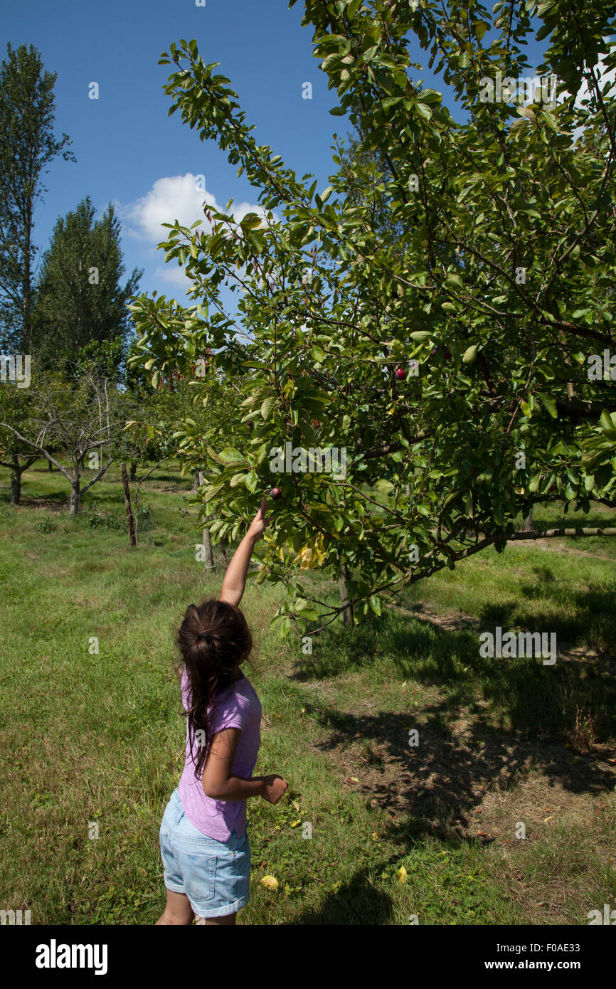 Child picking plums uk hi-res stock photography and images - Alamy