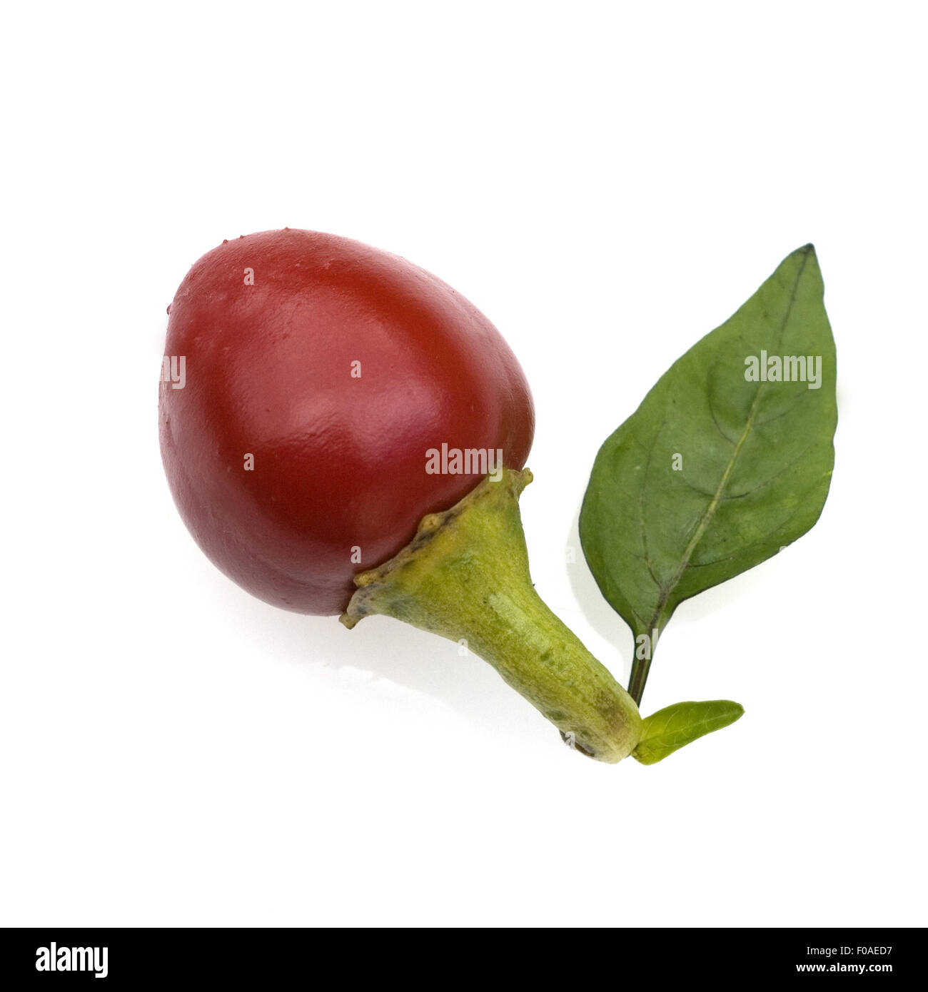 Ungarische kirschpeperonie hi-res stock photography and images - Alamy