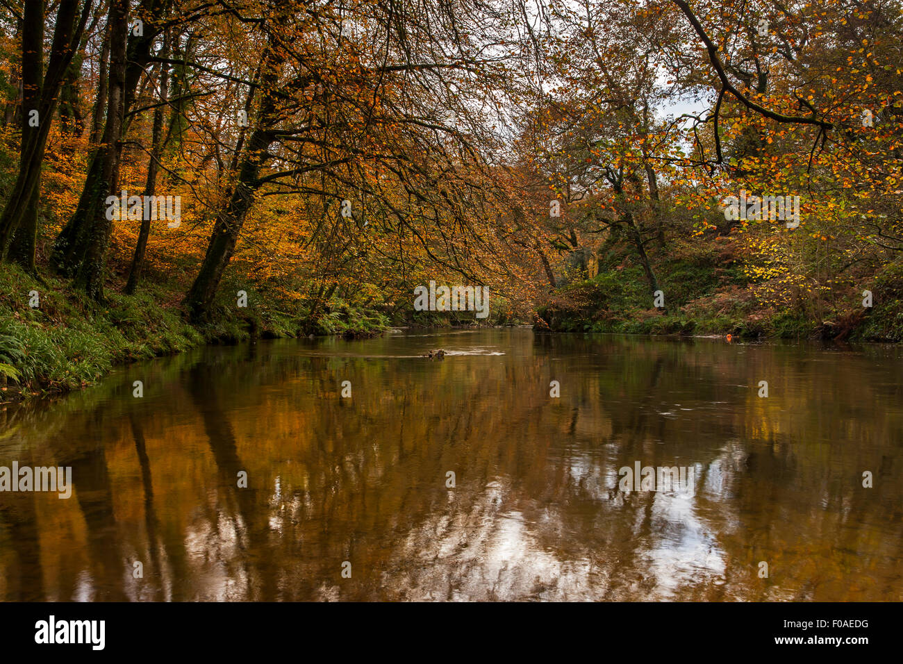 River Camel, Dunmere Stock Photo - Alamy