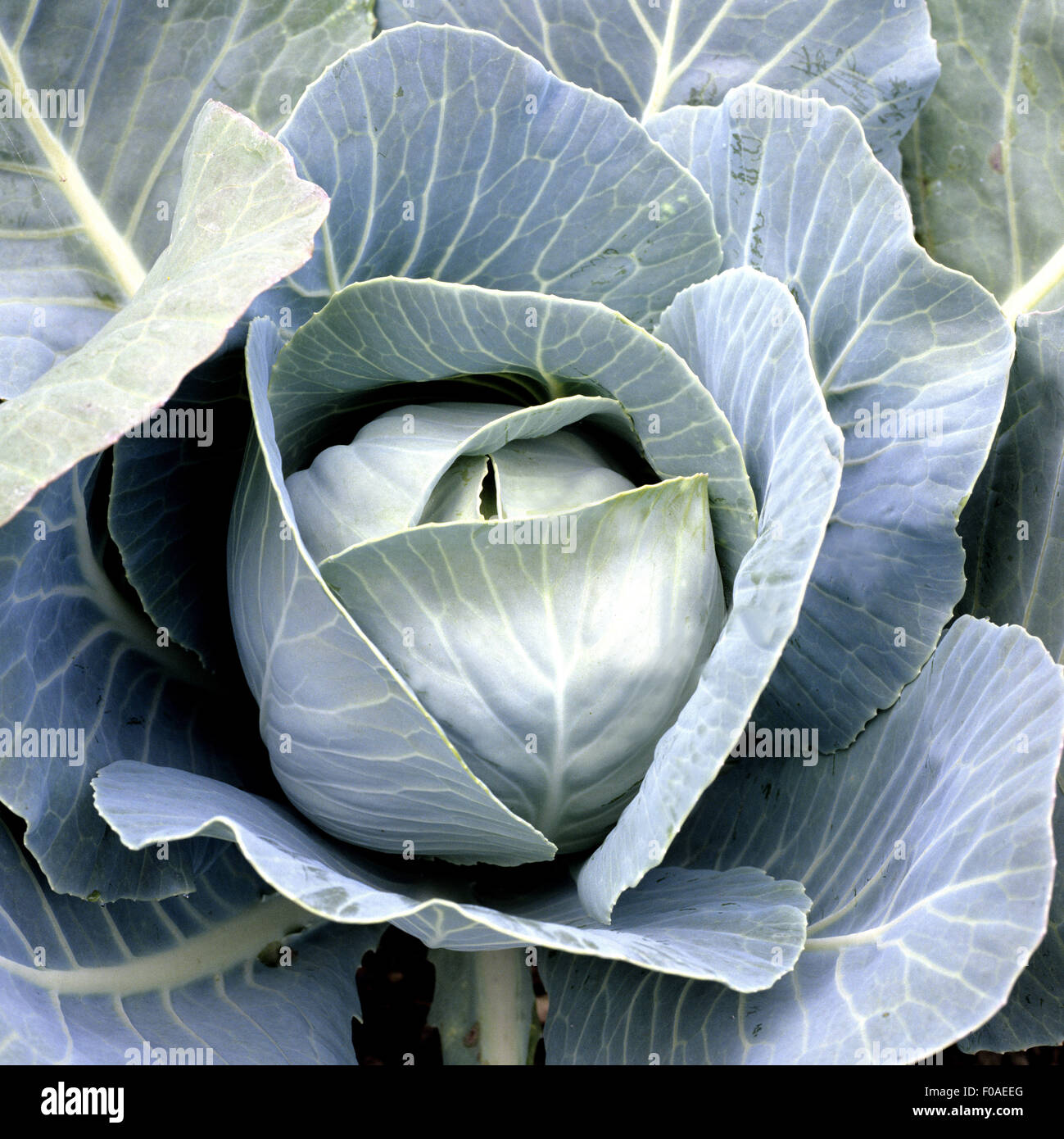 Weisskohl, Brassica oleracea var capitata, Weisskraut Stock Photo - Alamy