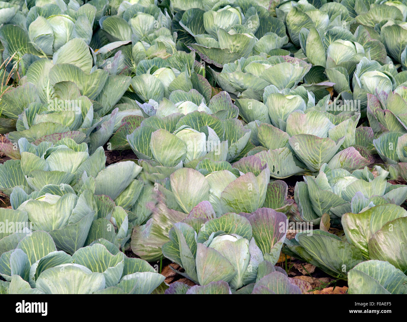 Weisskraut High Resolution Stock Photography and Images - Alamy