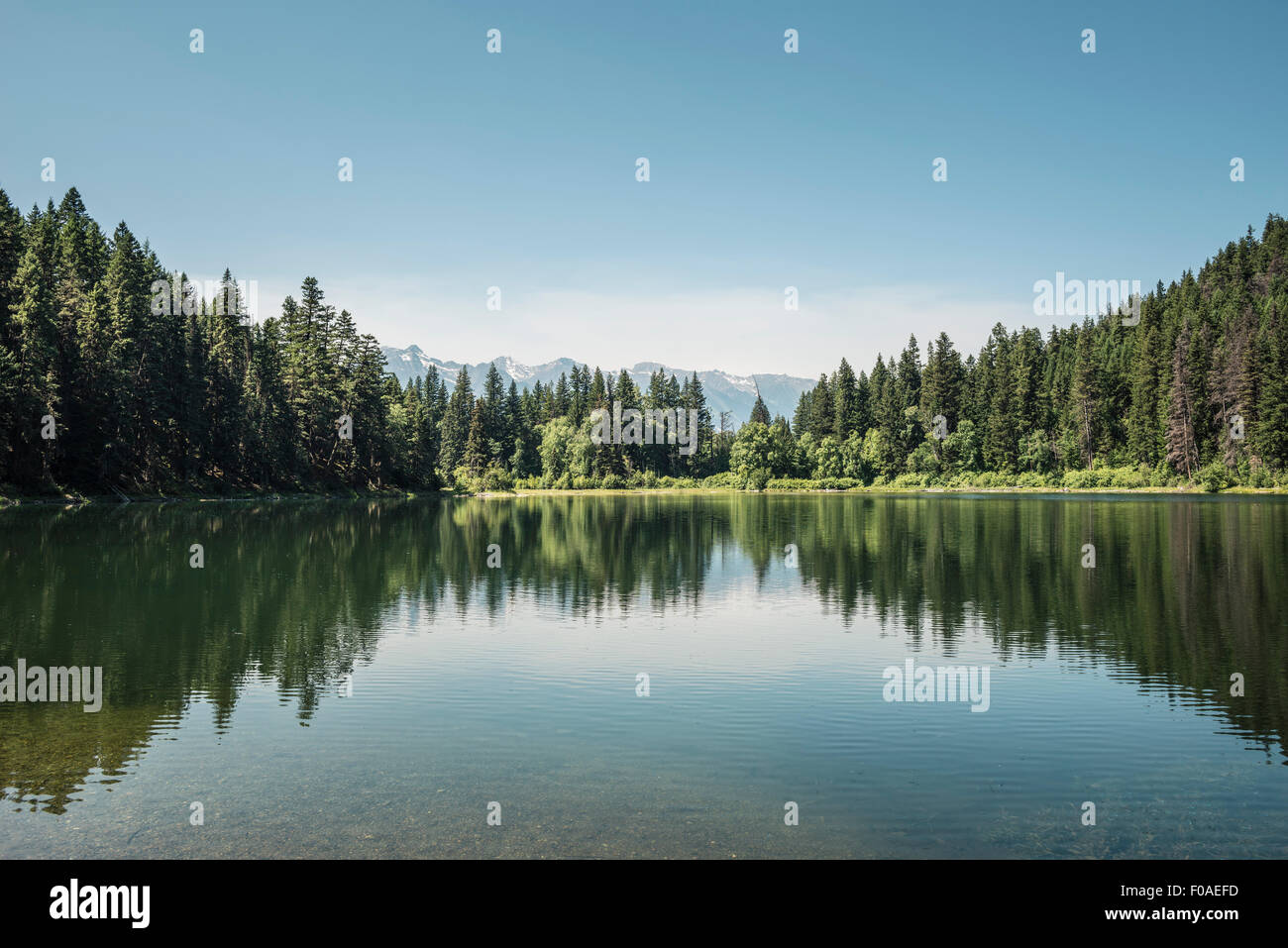 Forests british columbia hi-res stock photography and images - Alamy