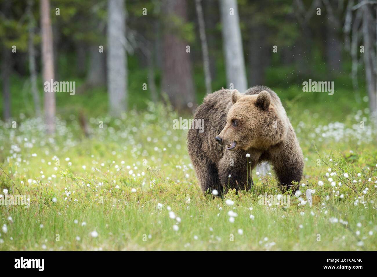 Brown family paddington bear hi-res stock photography and images - Alamy