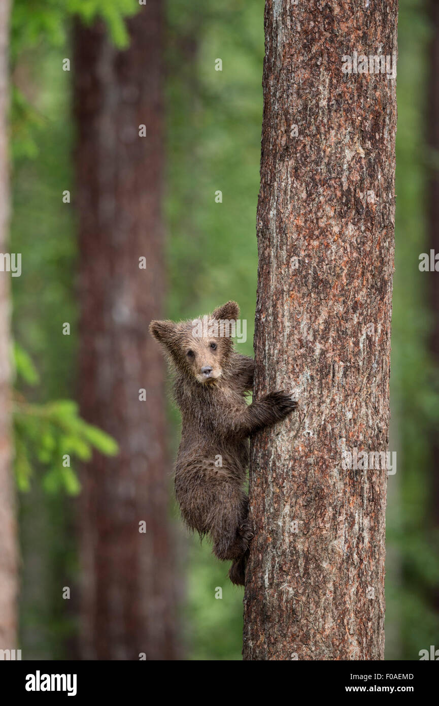 Khumo hi-res stock photography and images - Alamy